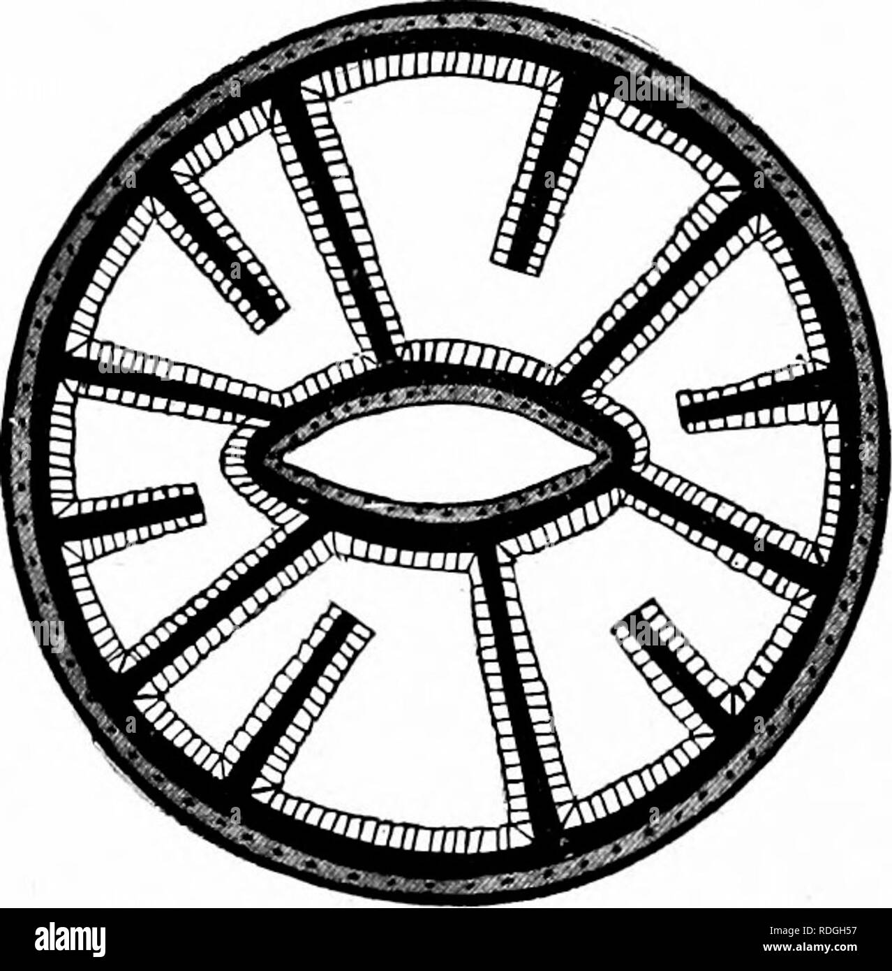Jellyfish organ system hi-res stock photography and images - Alamy
