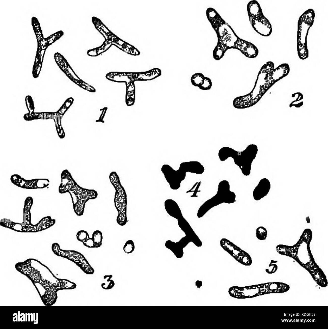 Legume bacteria Black and White Stock Photos & Images - Alamy