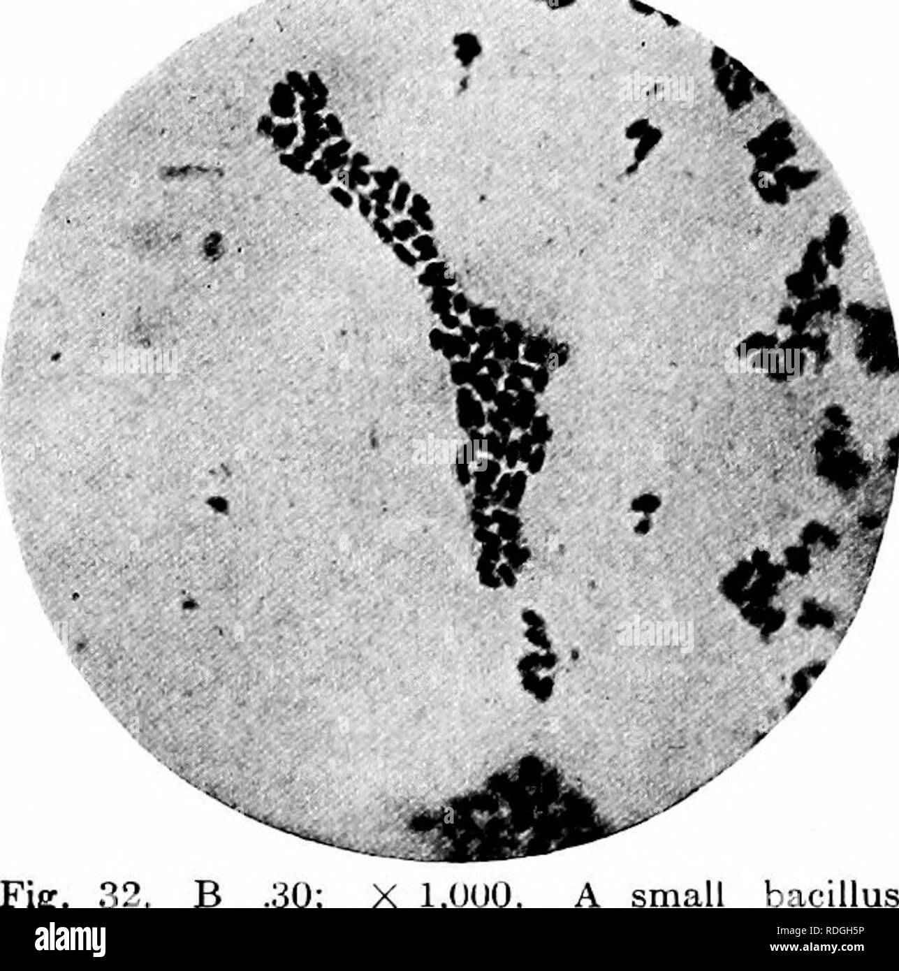 Azotobacter Nitrogen Fixation