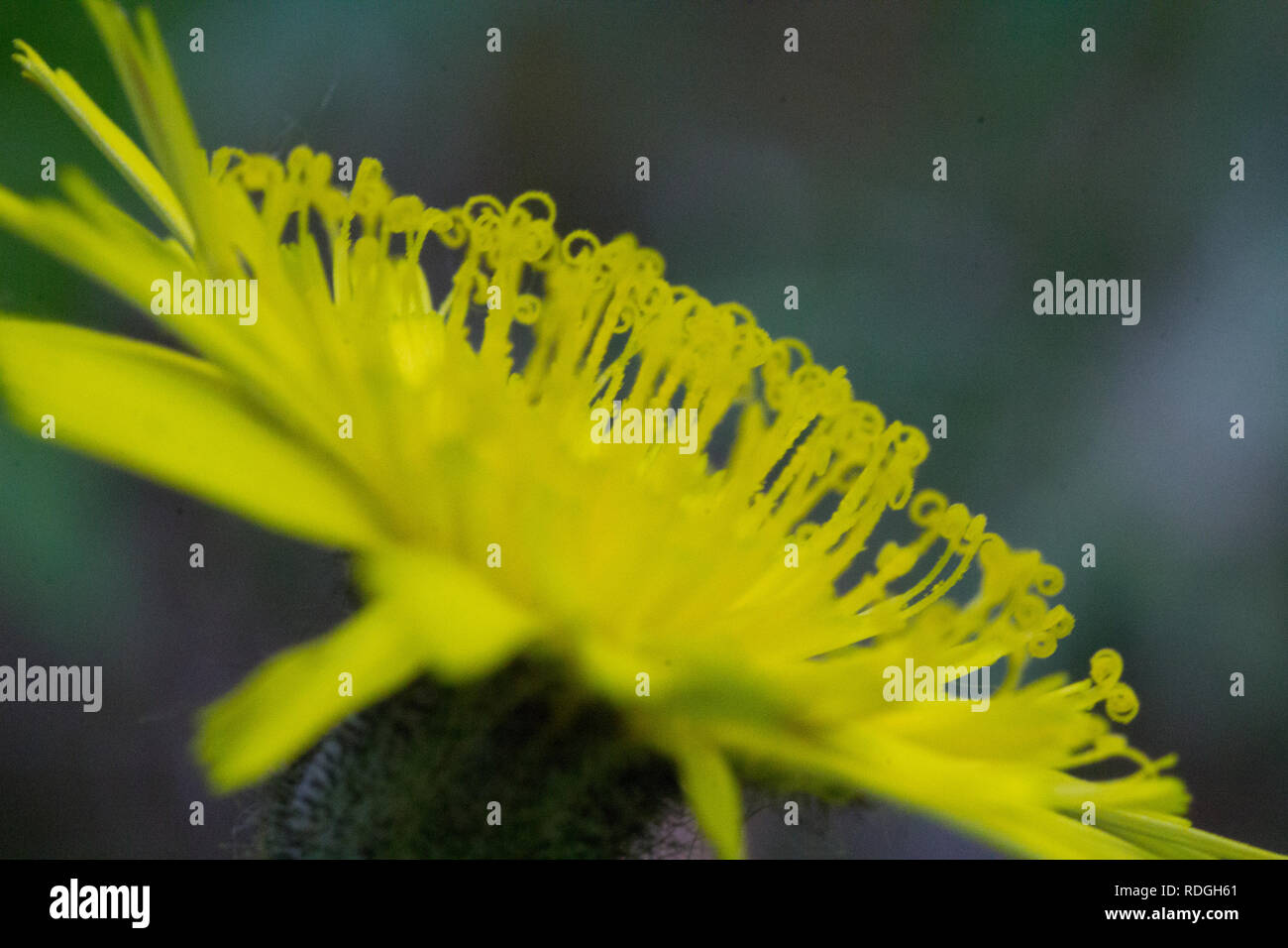 Cat's Ear Flower, Ohio Stock Photo - Alamy