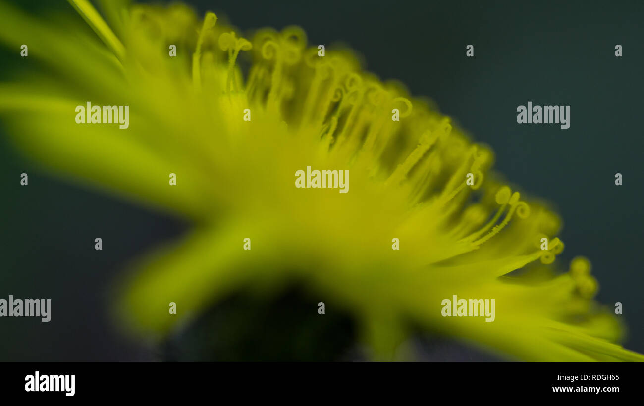 Cats ear flower hi-res stock photography and images - Alamy