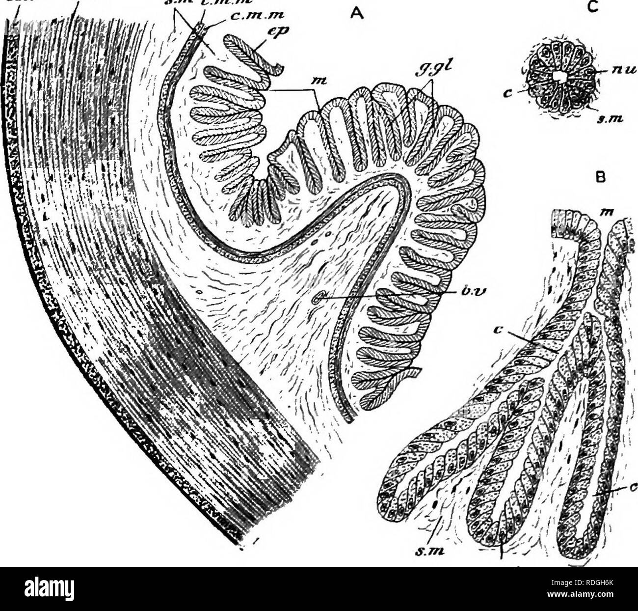 . An elementary course of practical zoology. Zoology. 132 THE FROG CHAP ...