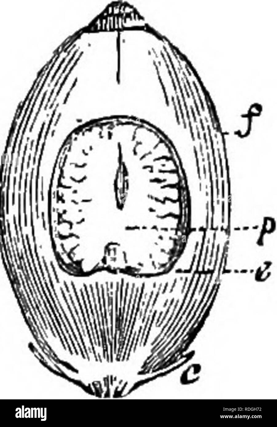 . A Manual of botany : being an introduction to the study of the ...