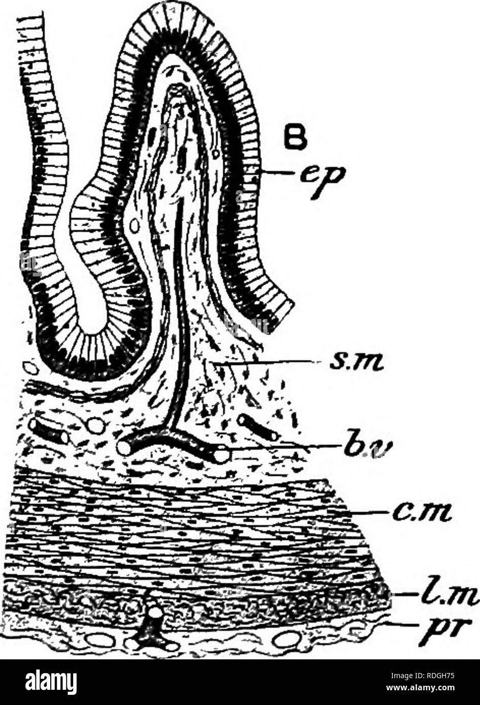 Small intestine epithelium Black and White Stock Photos & Images - Alamy