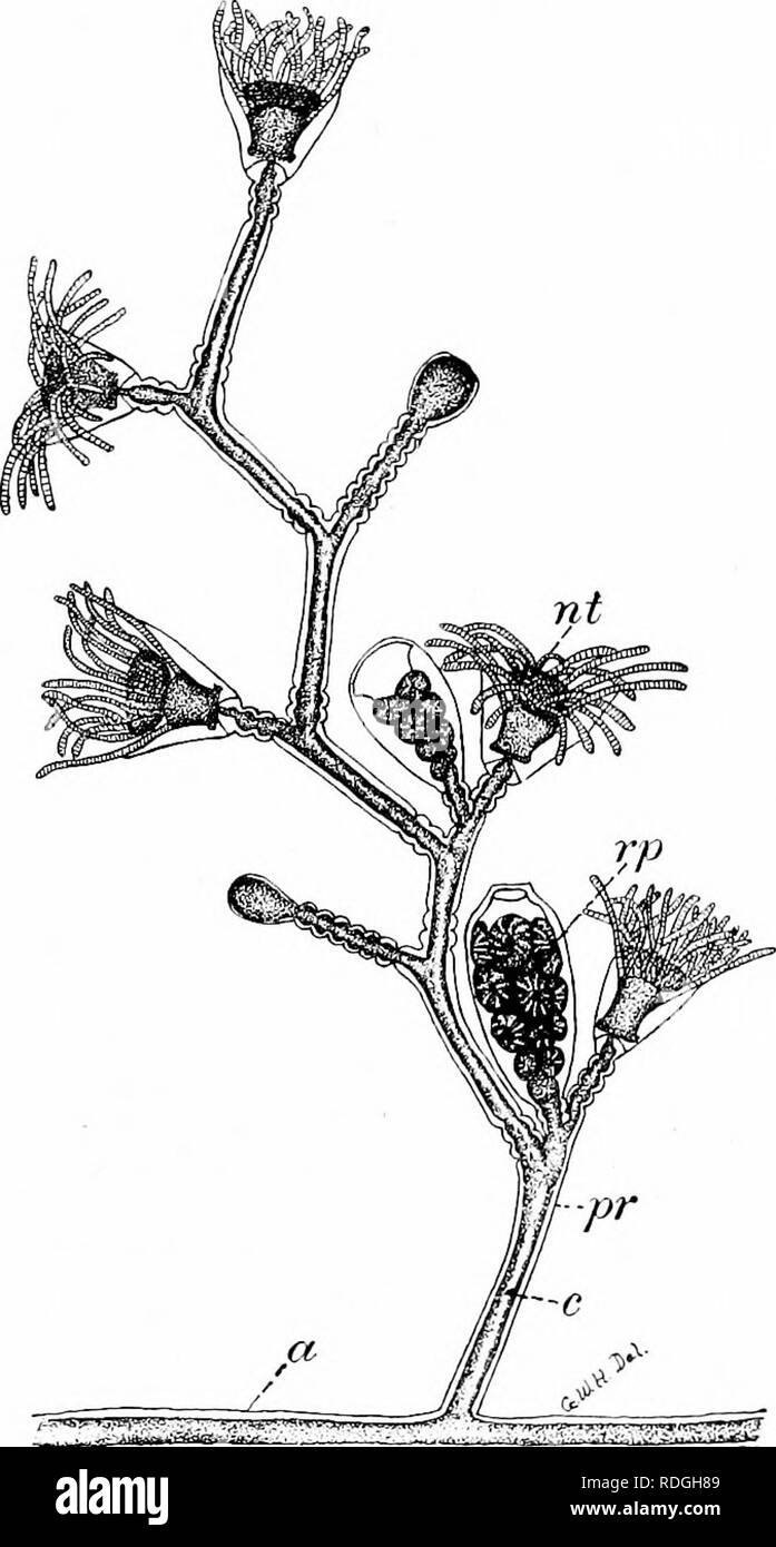 . A textbook in general zoology. Zoology. IIY'DKM, JELLYFIfSllES, SEA ...
