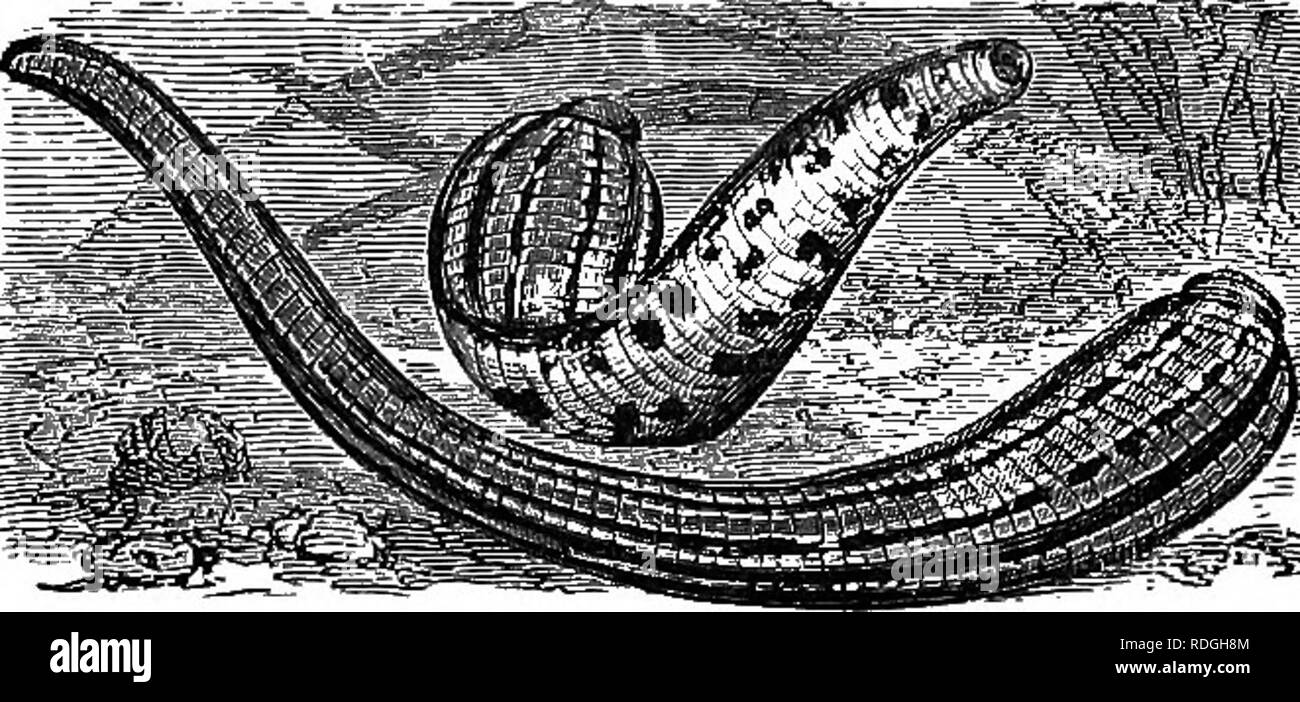 Leech leech phylum annelida Black and White Stock Photos & Images - Alamy