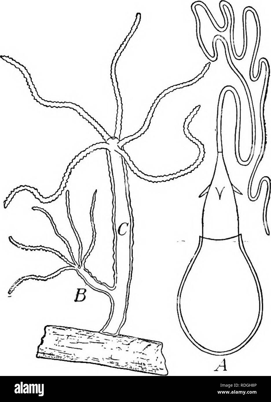 Stinging polyps Black and White Stock Photos & Images - Alamy