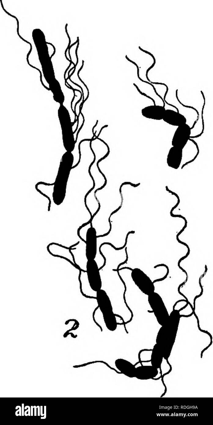 . Bacteria in relation to country life. Bacteria. Mutual Relations of ...