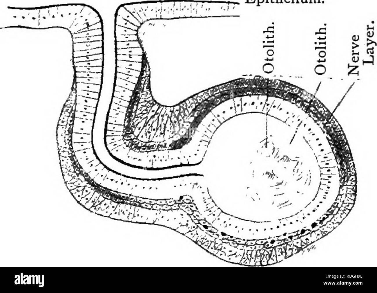 . Elementary text-book of zoology. 188 ANNUL AT A. a pair of otocysts ...