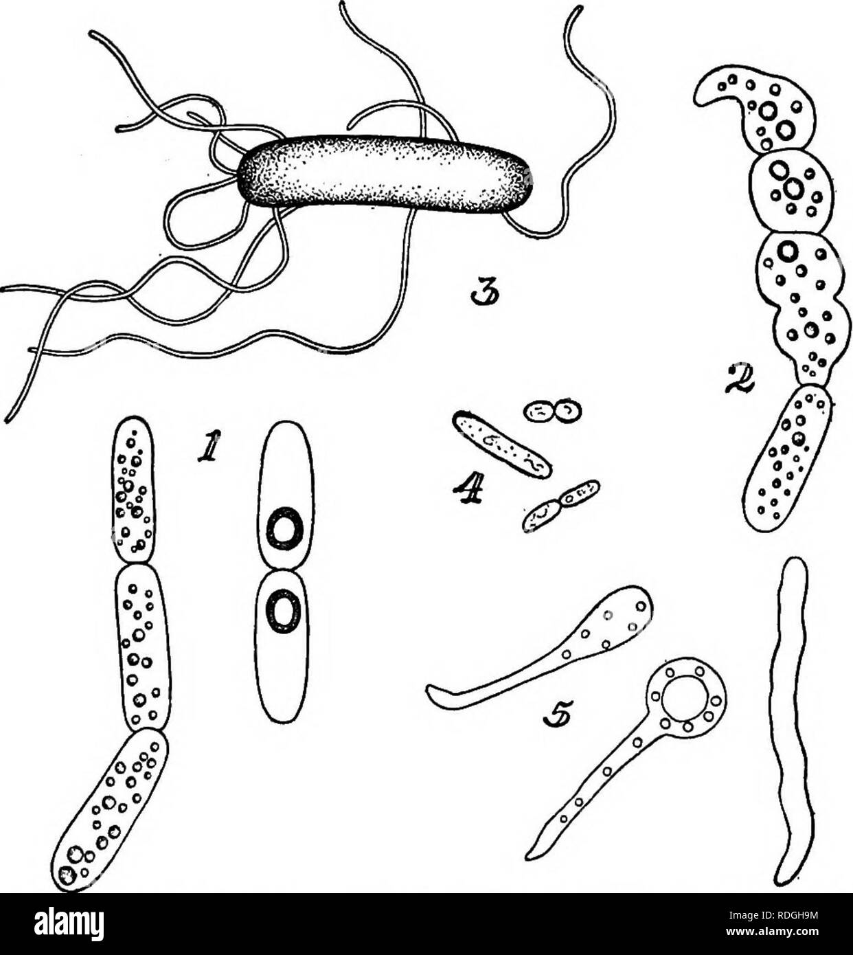 . Bacteria in relation to country life. Bacteria. Ammonia Bacteria 163 ...