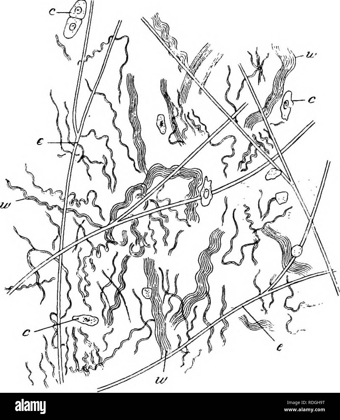 . An elementary course of practical zoology. Zoology. 114 THE FROG CHAP ...