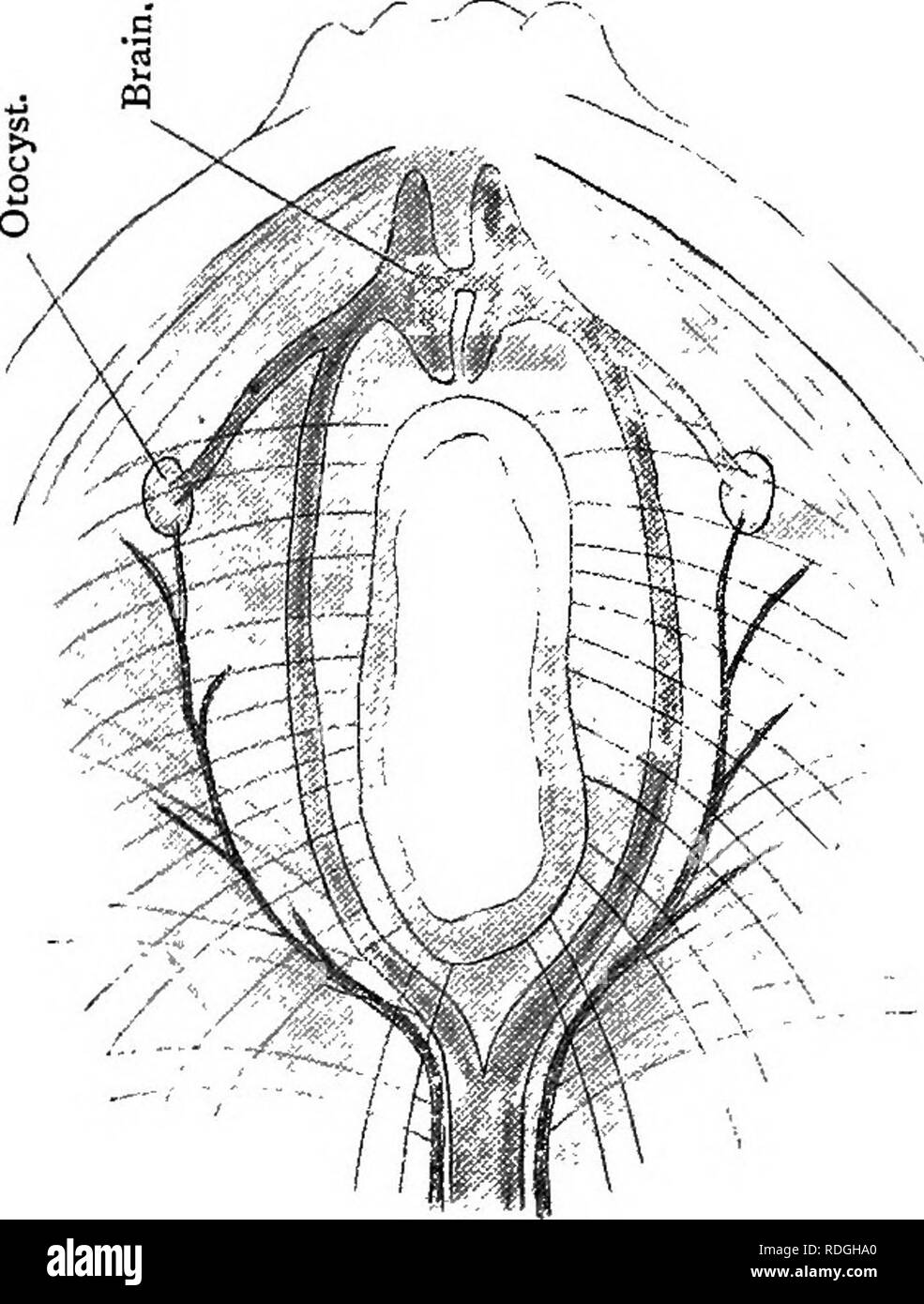 Arenicola Anatomy