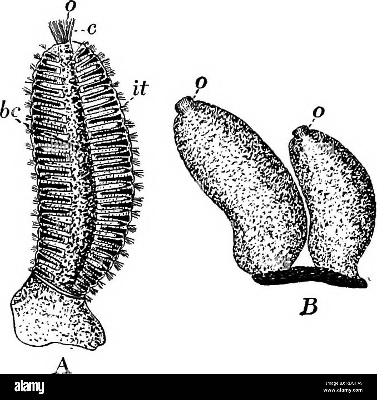 Cylindrical sponges Black and White Stock Photos & Images - Alamy