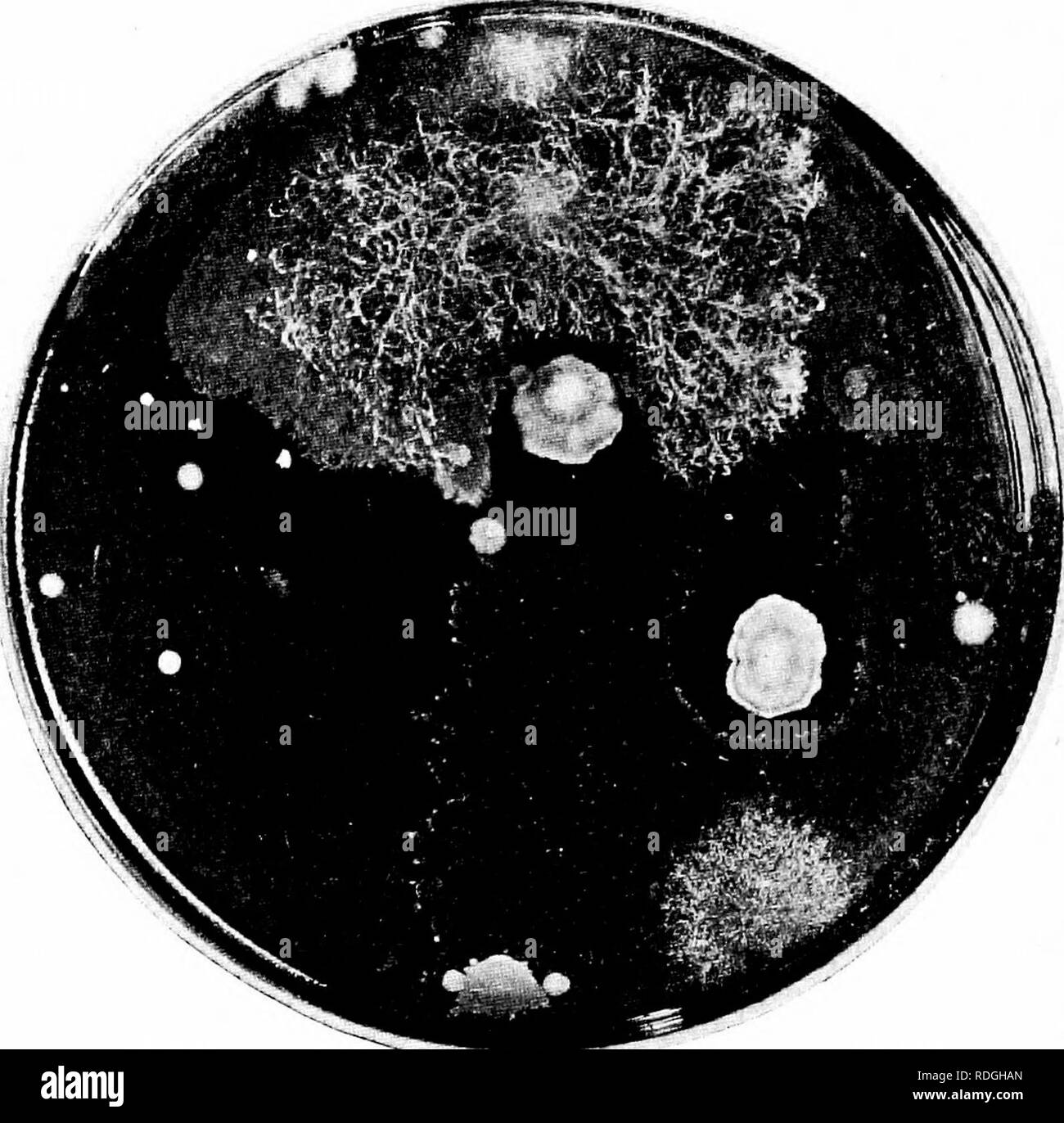 Tem bacteria Black and White Stock Photos & Images - Alamy