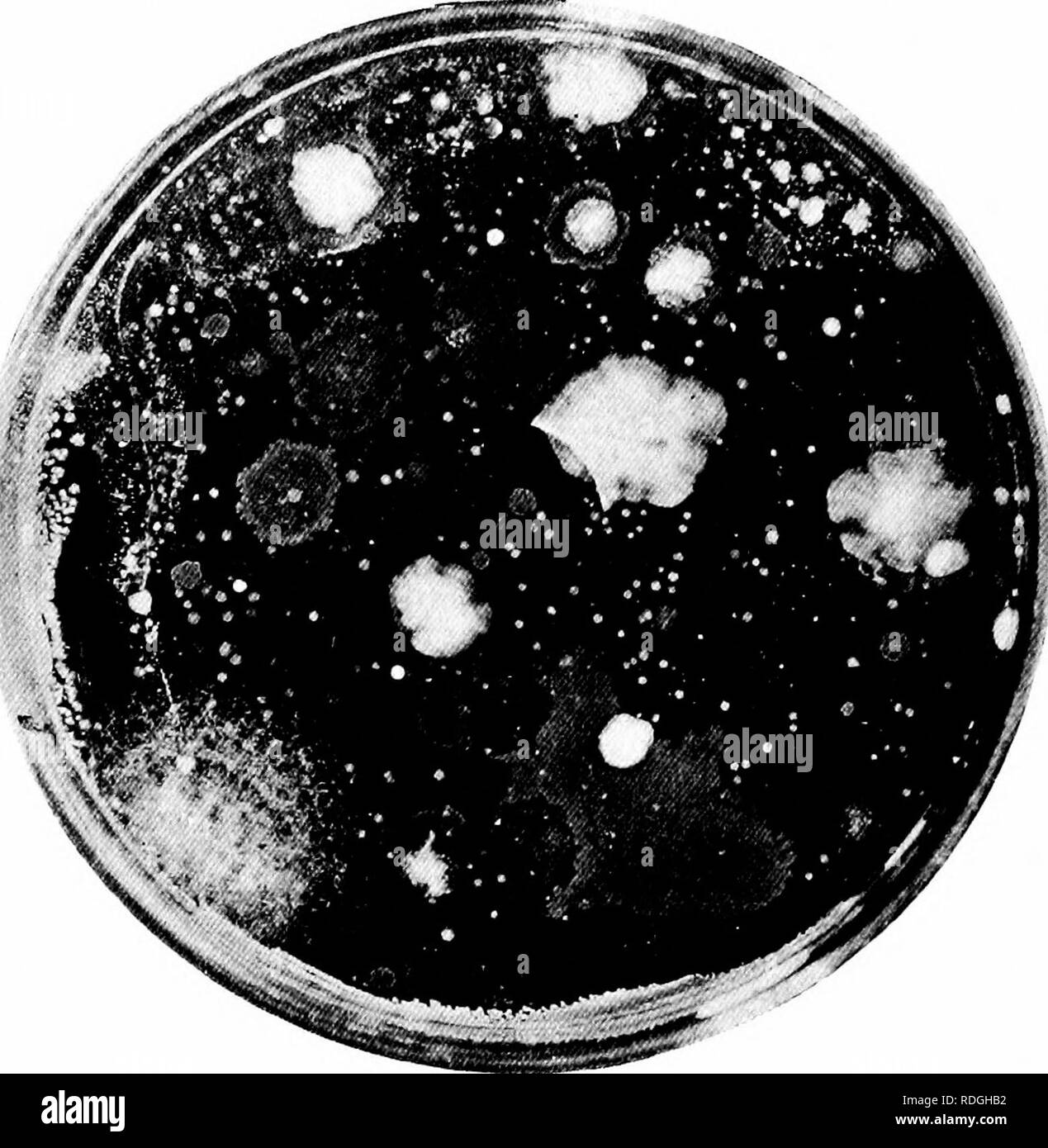. Bacteria in relation to country life. Bacteria. 138 Bacteria in ...