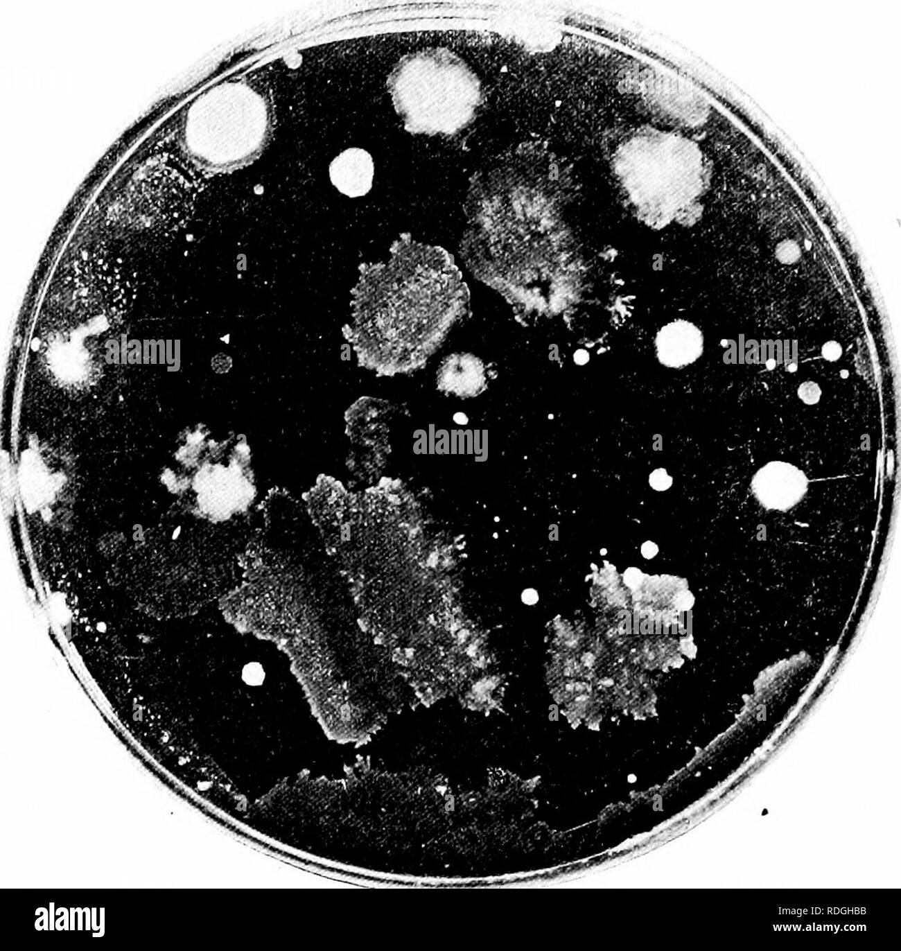 Spore forming bacteria hi-res stock photography and images - Alamy