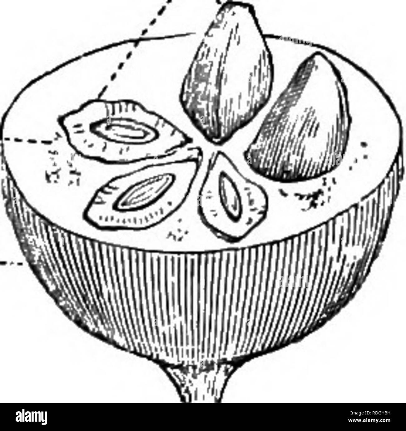 Seeds of melon Black and White Stock Photos & Images - Alamy