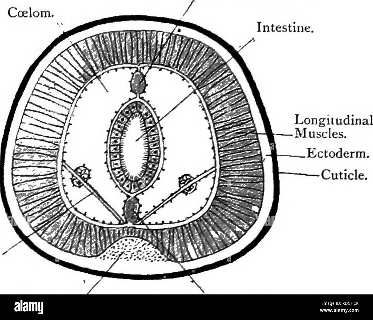 . Elementary text-book of zoology. i8o ANNULATA. Fig. io6.—Transverse ...