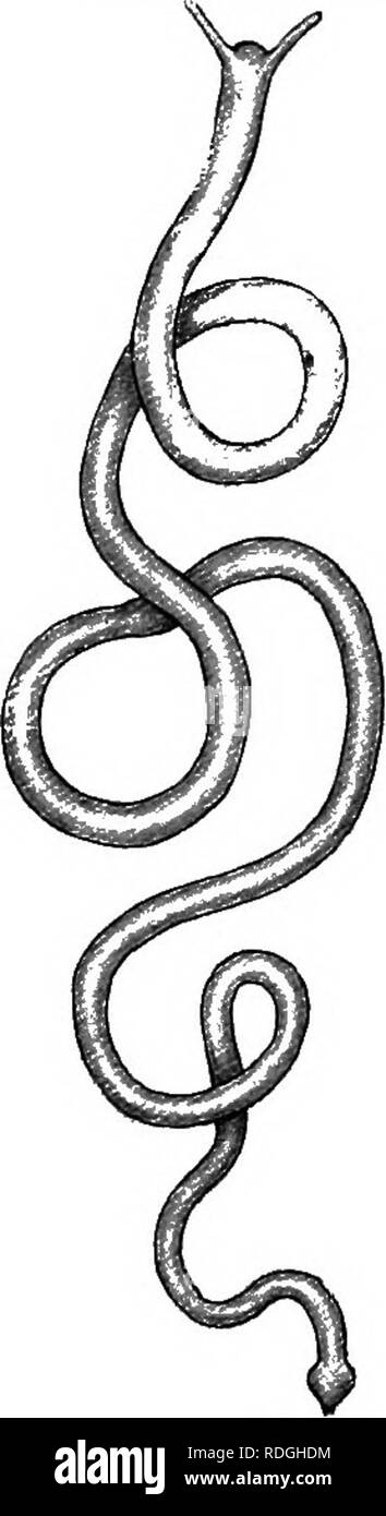 Phylum annelida hi-res stock photography and images - Alamy