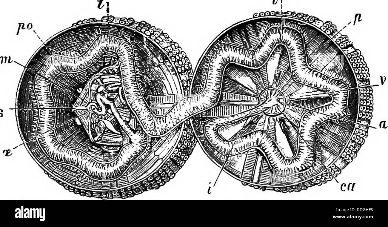 Crinoidea Sea Lilies Anatomy