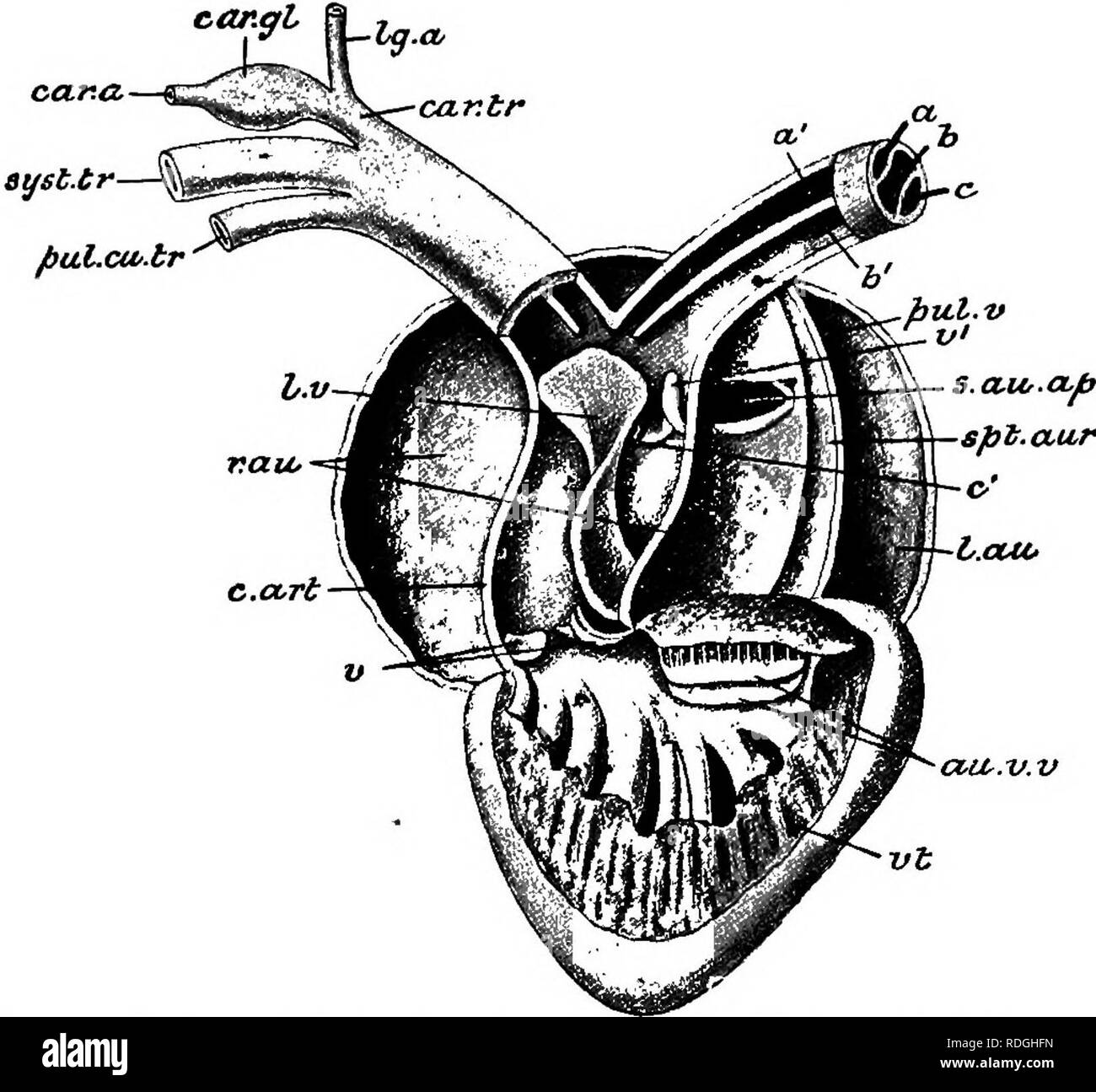 Frog Heart Vs Human Heart