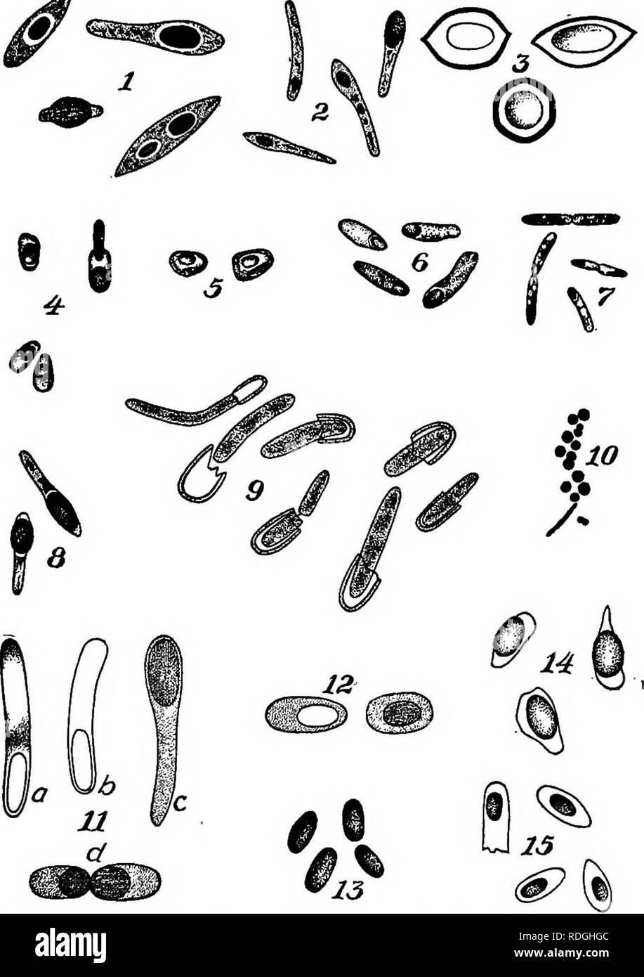 . Bacteria in relation to country life. Bacteria. ^ ^m^. Fig, 8. Spores ...