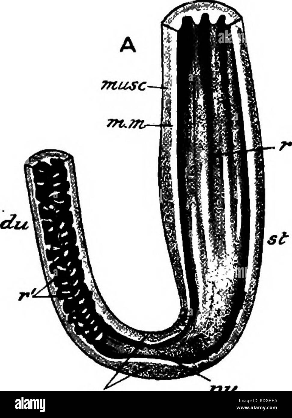 . An elementary course of practical zoology. Zoology. DIGESTIVE ORGANS ...