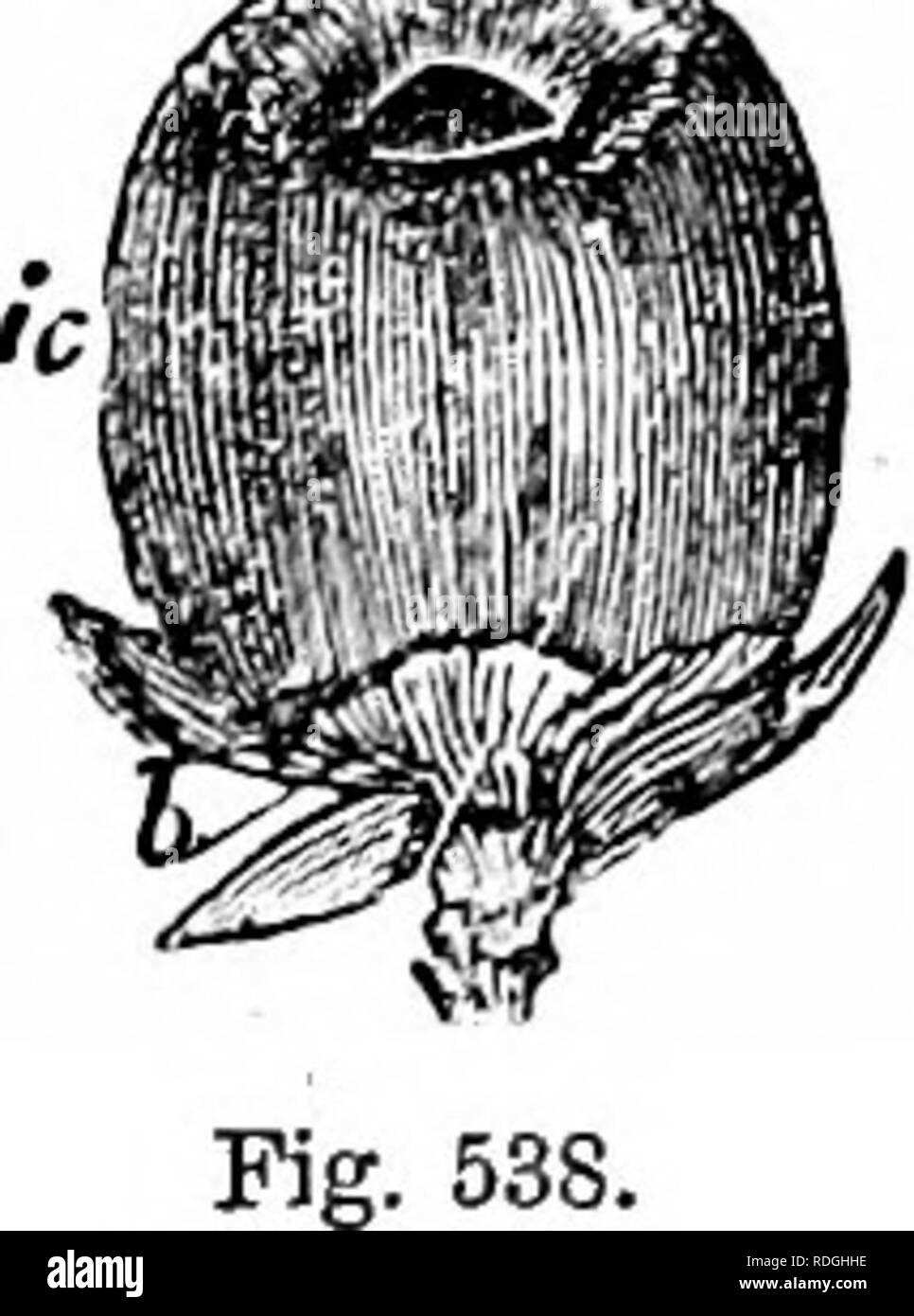 . A Manual of botany : being an introduction to the study of the ...