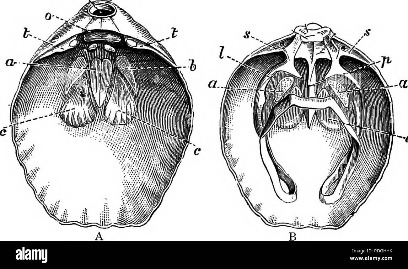 Side ventral view Cut Out Stock Images & Pictures - Alamy