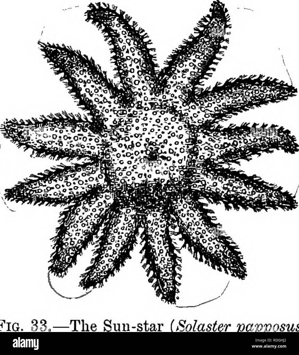 Regeneration starfish Black and White Stock Photos & Images - Alamy