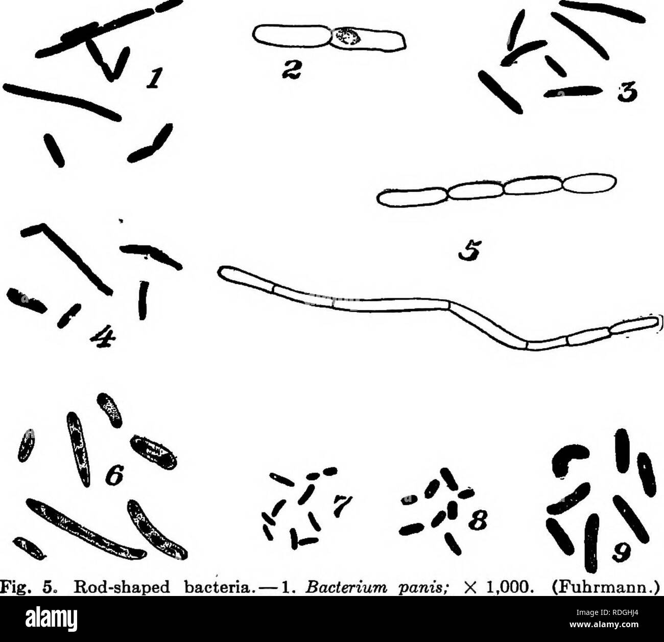 Bacillus mycoides hi-res stock photography and images - Alamy