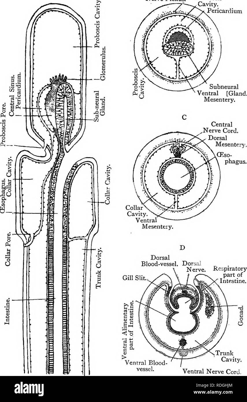 Balanoglossus High Resolution Stock Photography and Images - Alamy