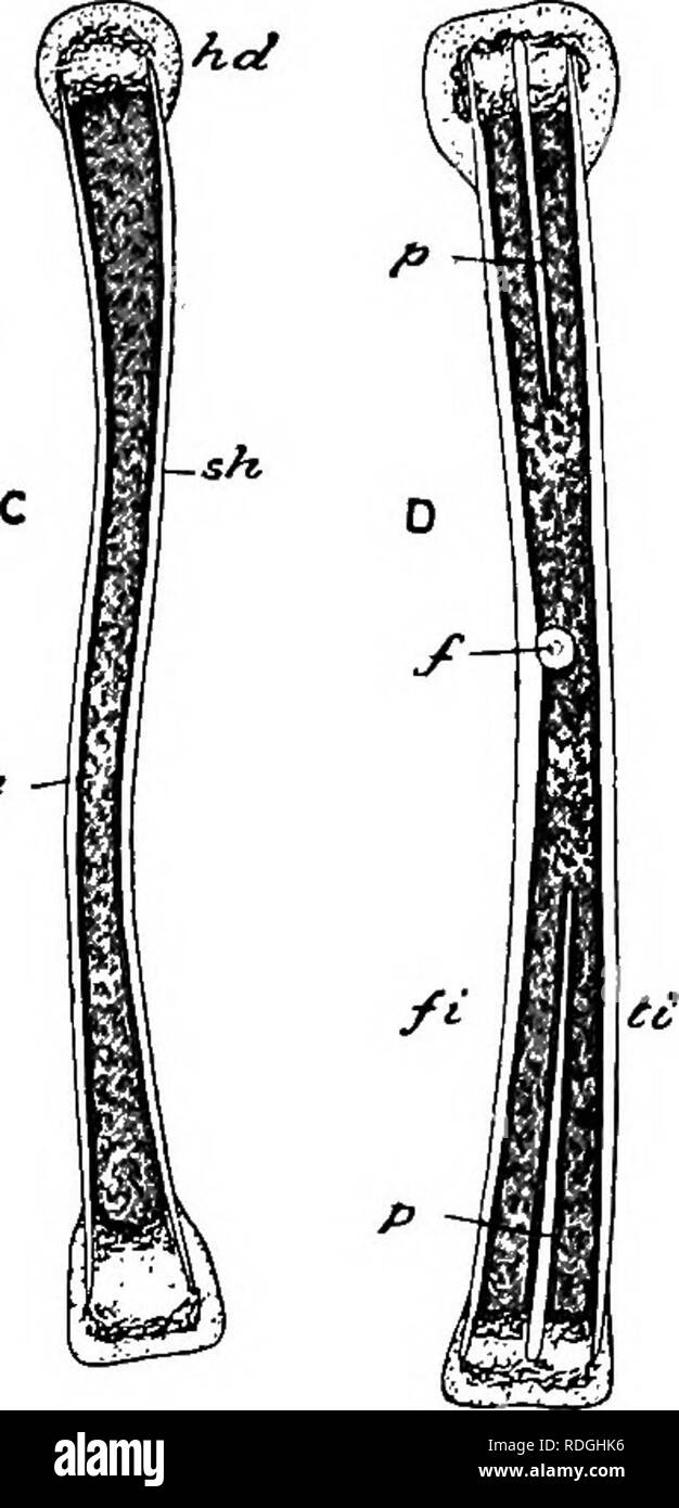 . An elementary course of practical zoology. Zoology. PORE-ARM 49 The ...