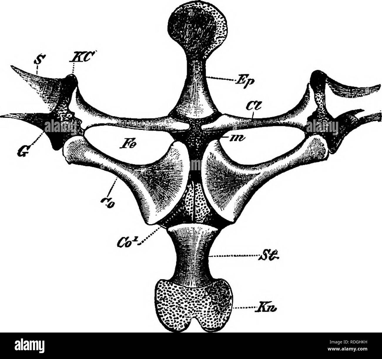 Frog bones Black and White Stock Photos & Images - Alamy