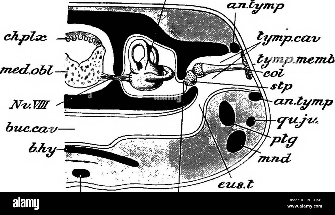 Tympanic organ Black and White Stock Photos & Images - Alamy