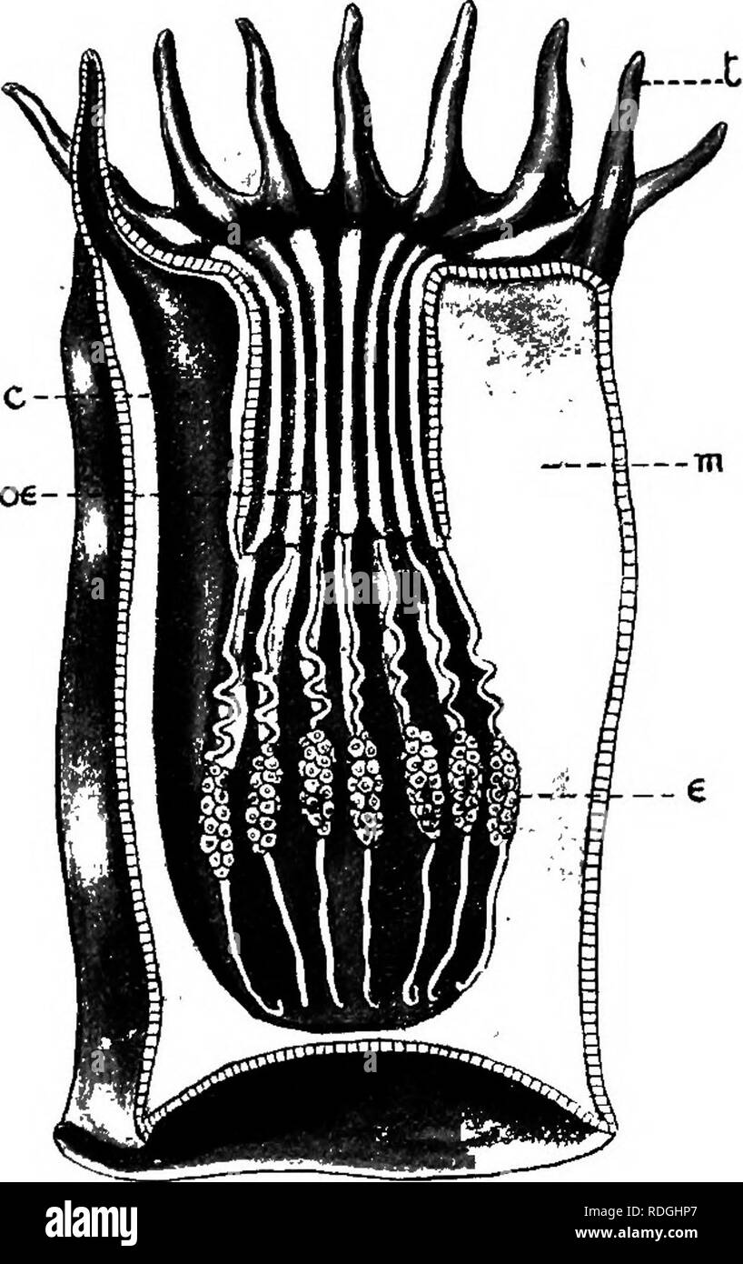 Sea Anemone Labeled Diagram
