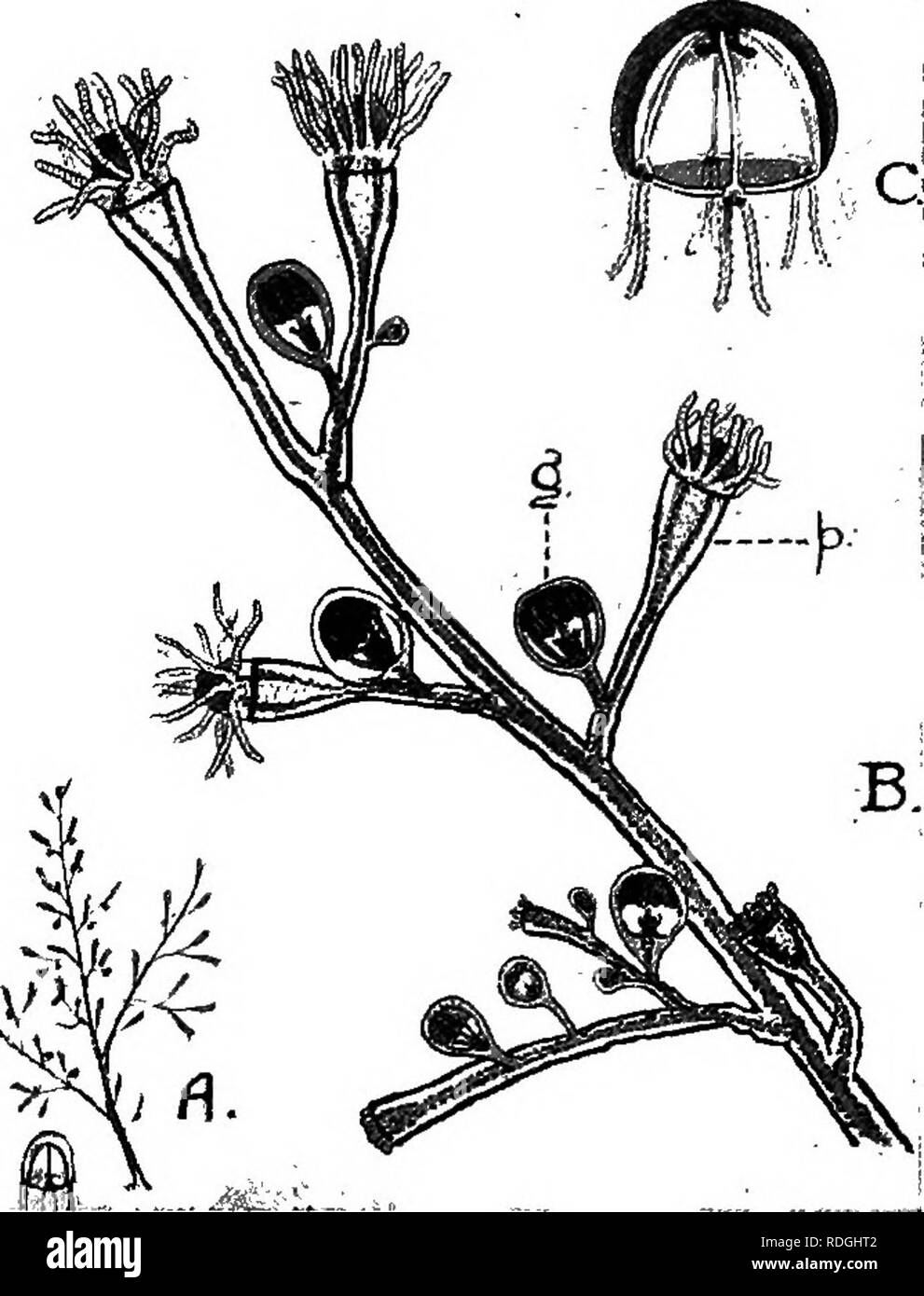 . An introduction to zoology, with directions for practical work ...