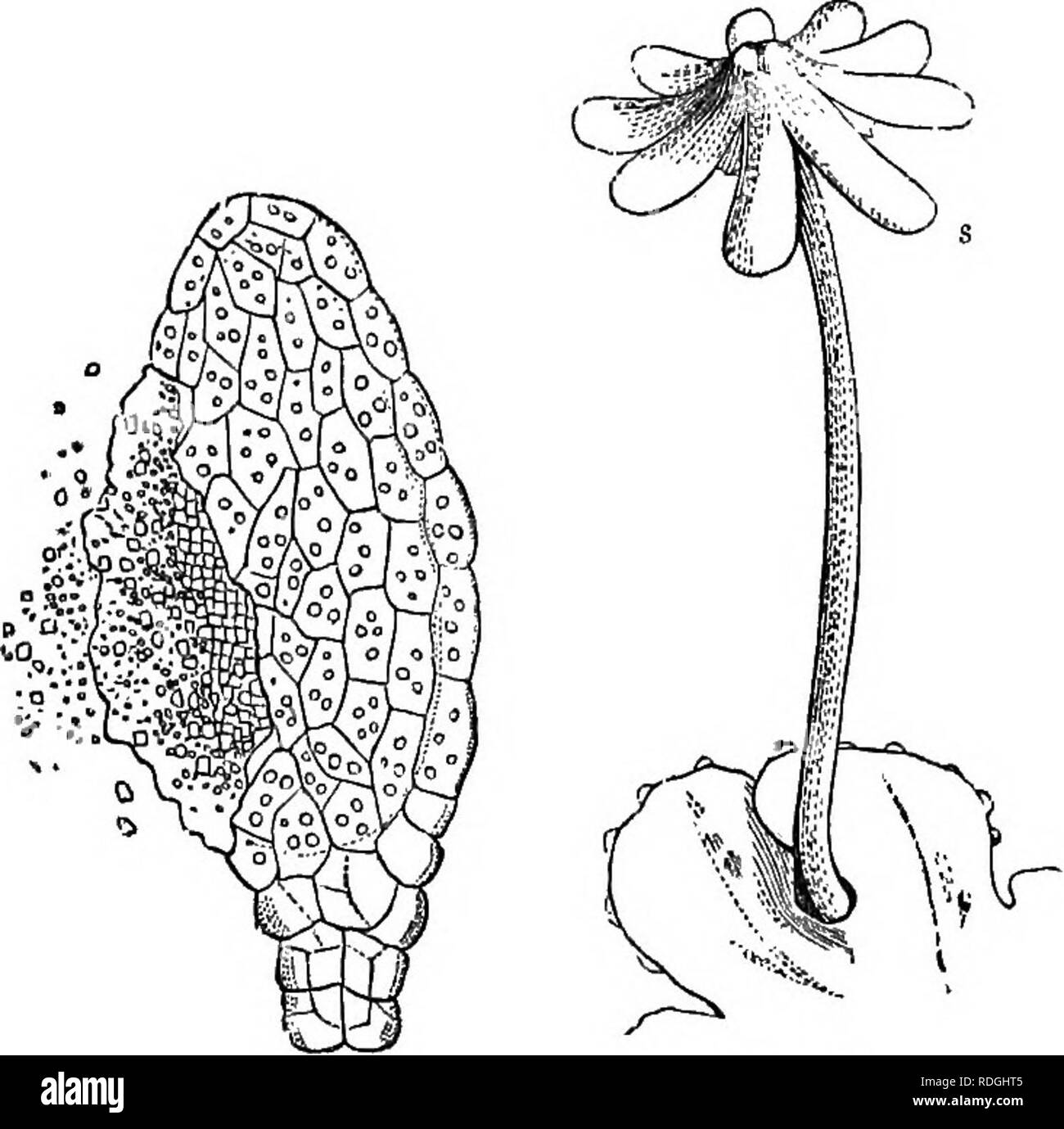 Spore bearing structure hi-res stock photography and images - Alamy