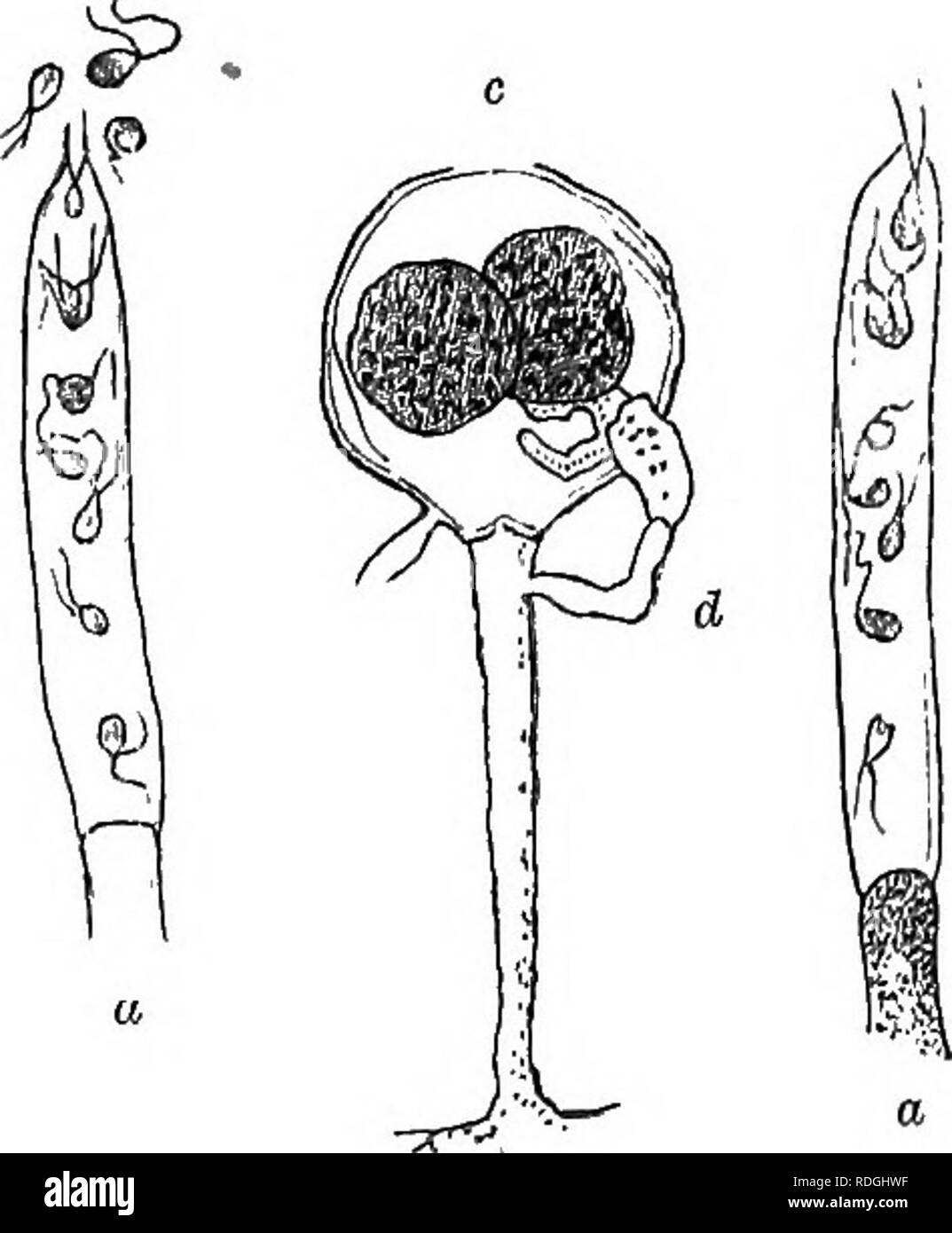 Nemalion hi-res stock photography and images - Alamy