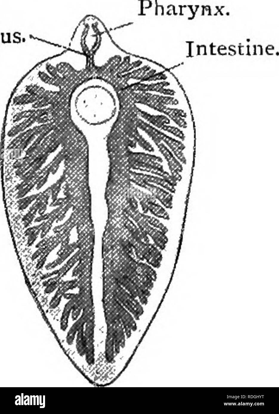 Sheep Liver Fluke Diagram