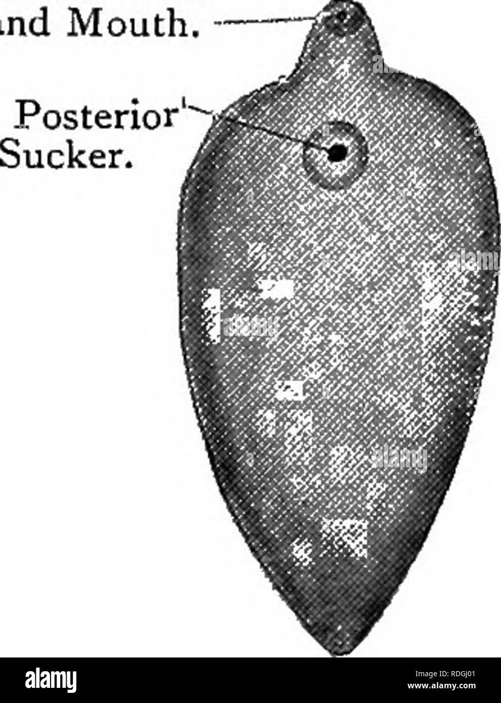 Phylum platyhelminthes Black and White Stock Photos & Images - Alamy