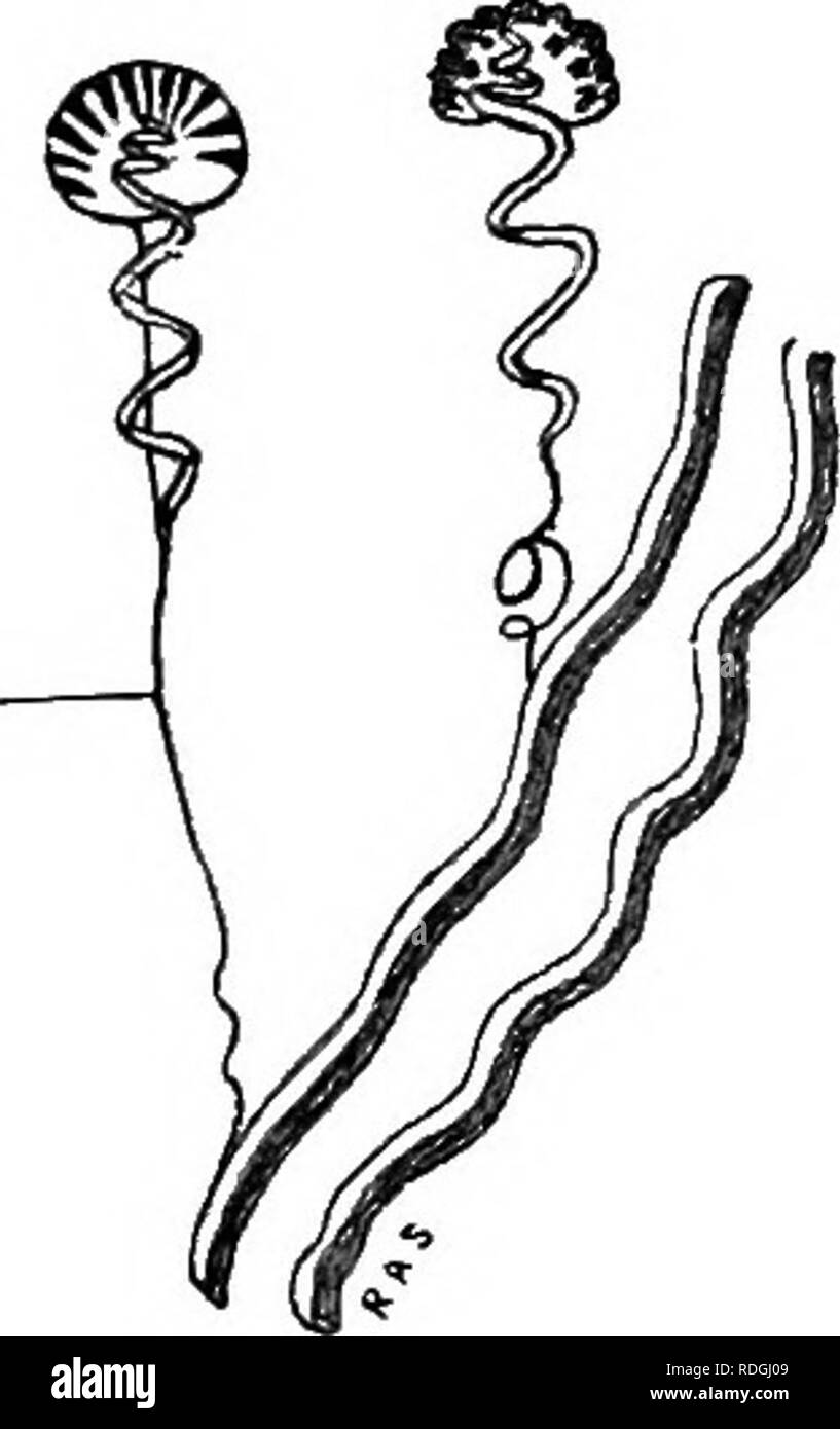 Sagittal planes hi-res stock photography and images - Alamy