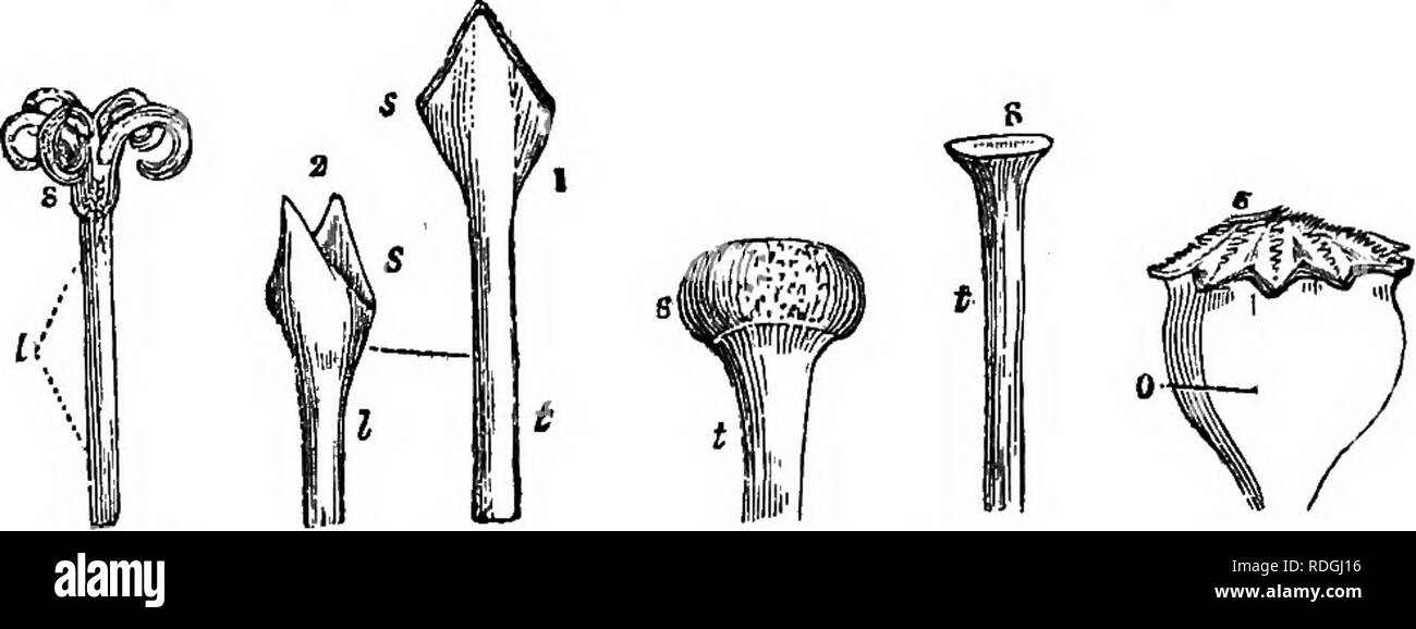 . A Manual of botany : being an introduction to the study of the ...