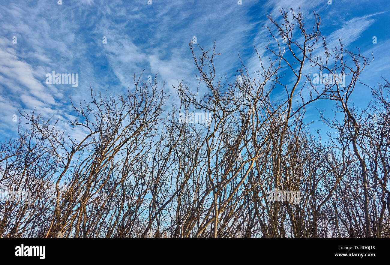 Snow glazed hi-res stock photography and images - Alamy