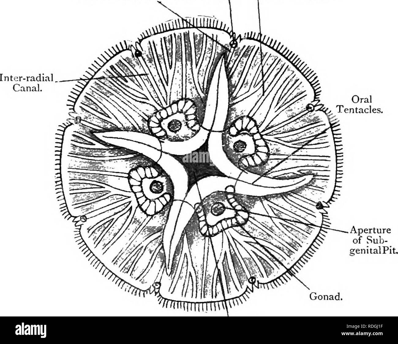 Symmetrical body shape Black and White Stock Photos & Images - Alamy