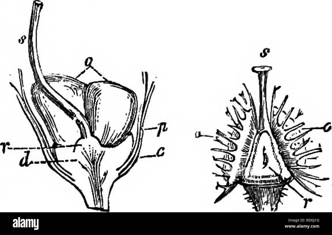 . A Manual of botany : being an introduction to the study of the ...