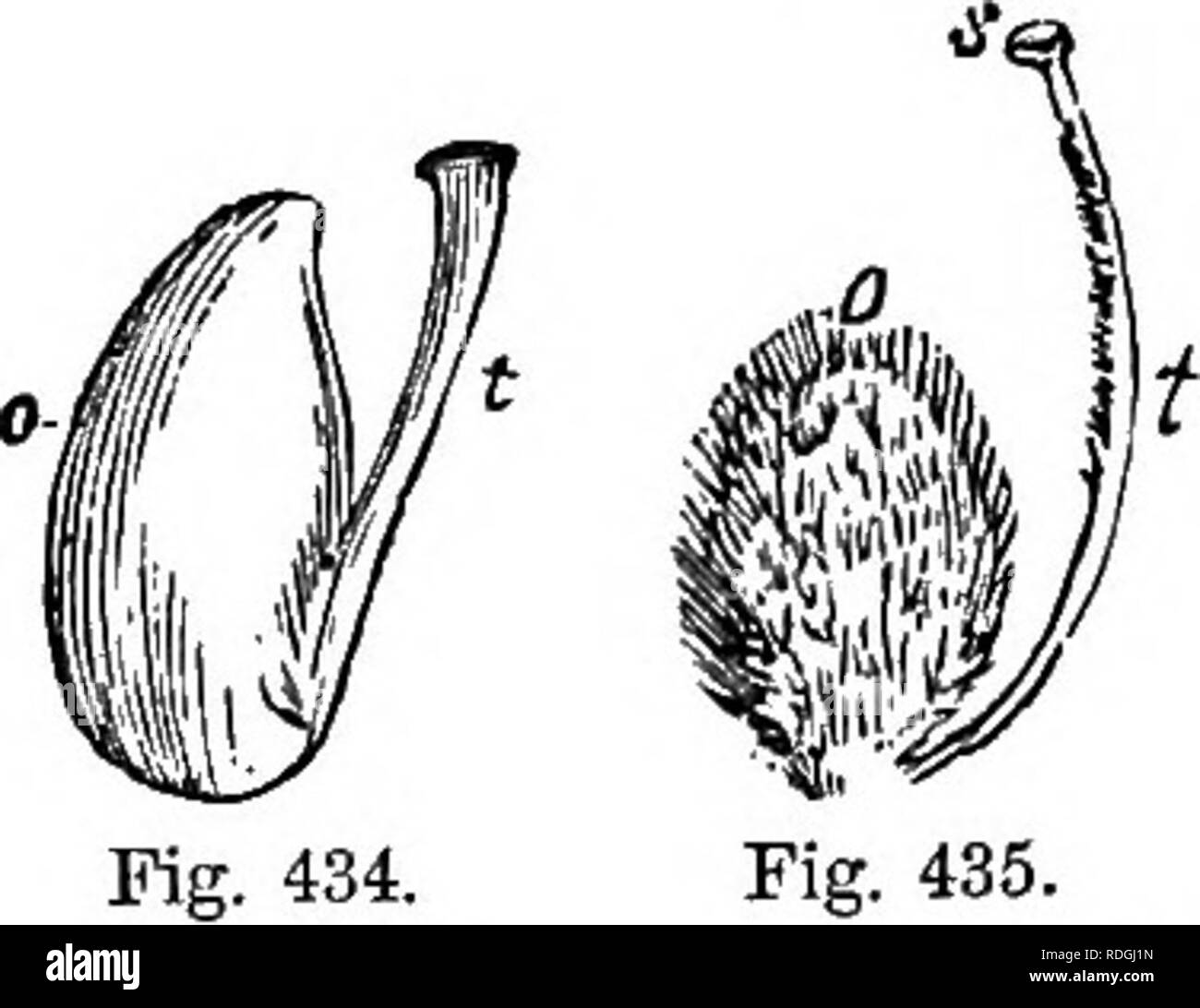. A Manual of botany : being an introduction to the study of the ...