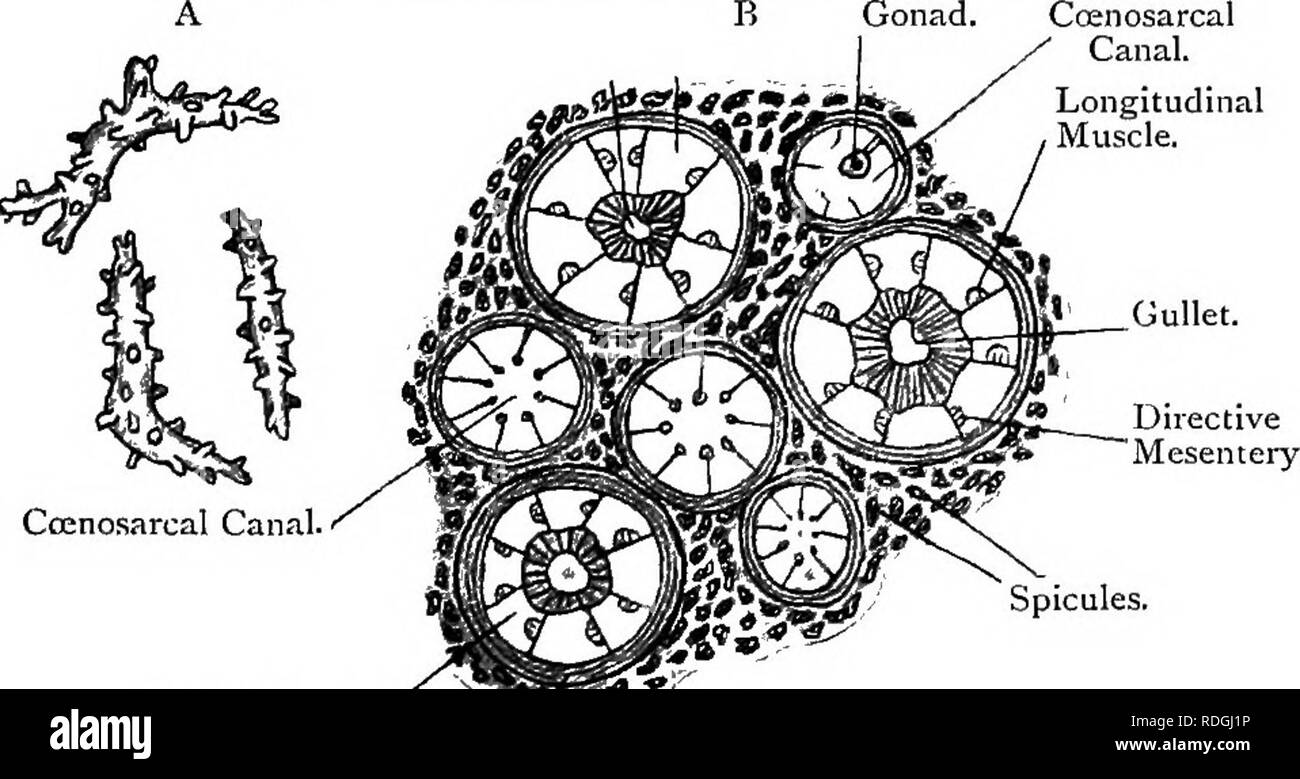 . Elementary text-book of zoology. ALCYONIUM. I2S Again, the organs ...