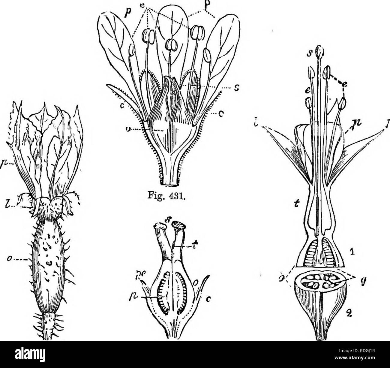 . A Manual of botany : being an introduction to the study of the ...