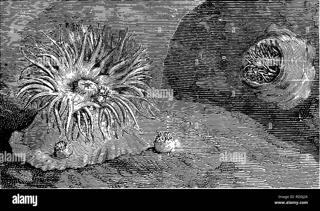 Scyphozoa class Black and White Stock Photos & Images - Alamy